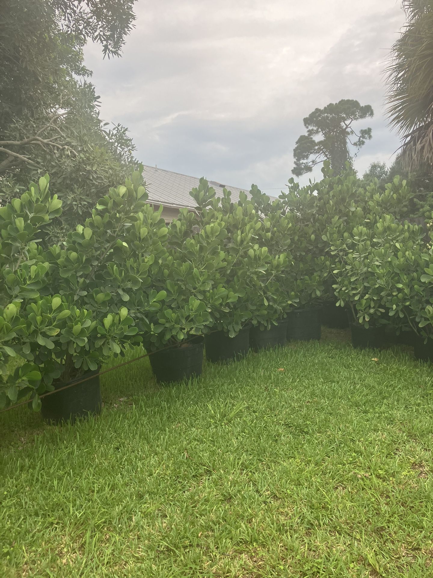 Clusia tree perfect for privacy make your own fence for Sale in Port St ...