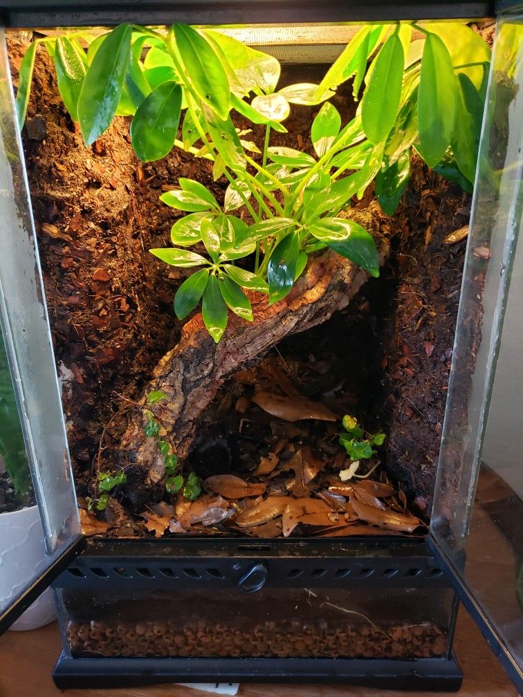 Bioactive Exoterra Terrarium for Sale in Scottsdale, AZ - OfferUp