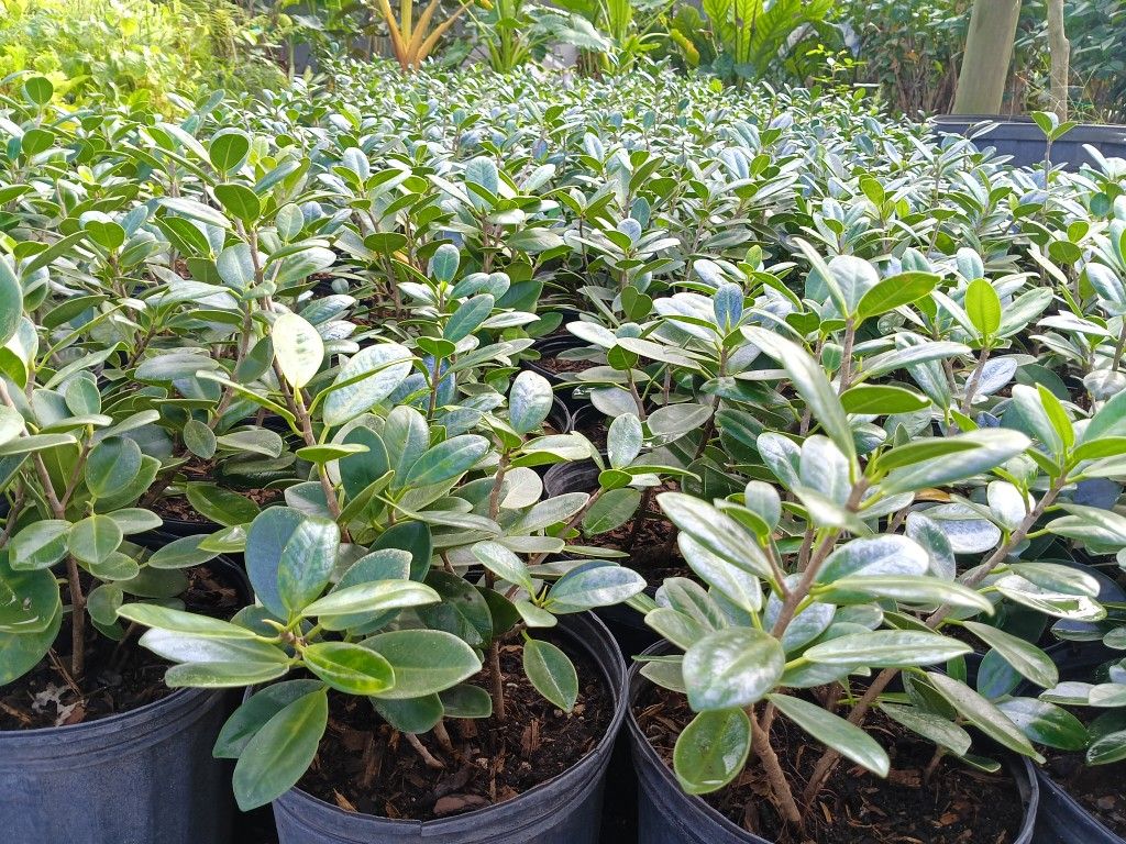 Green Island Ficus Privacy Hedge Plants 3gl $6 for Sale in Miami, FL ...