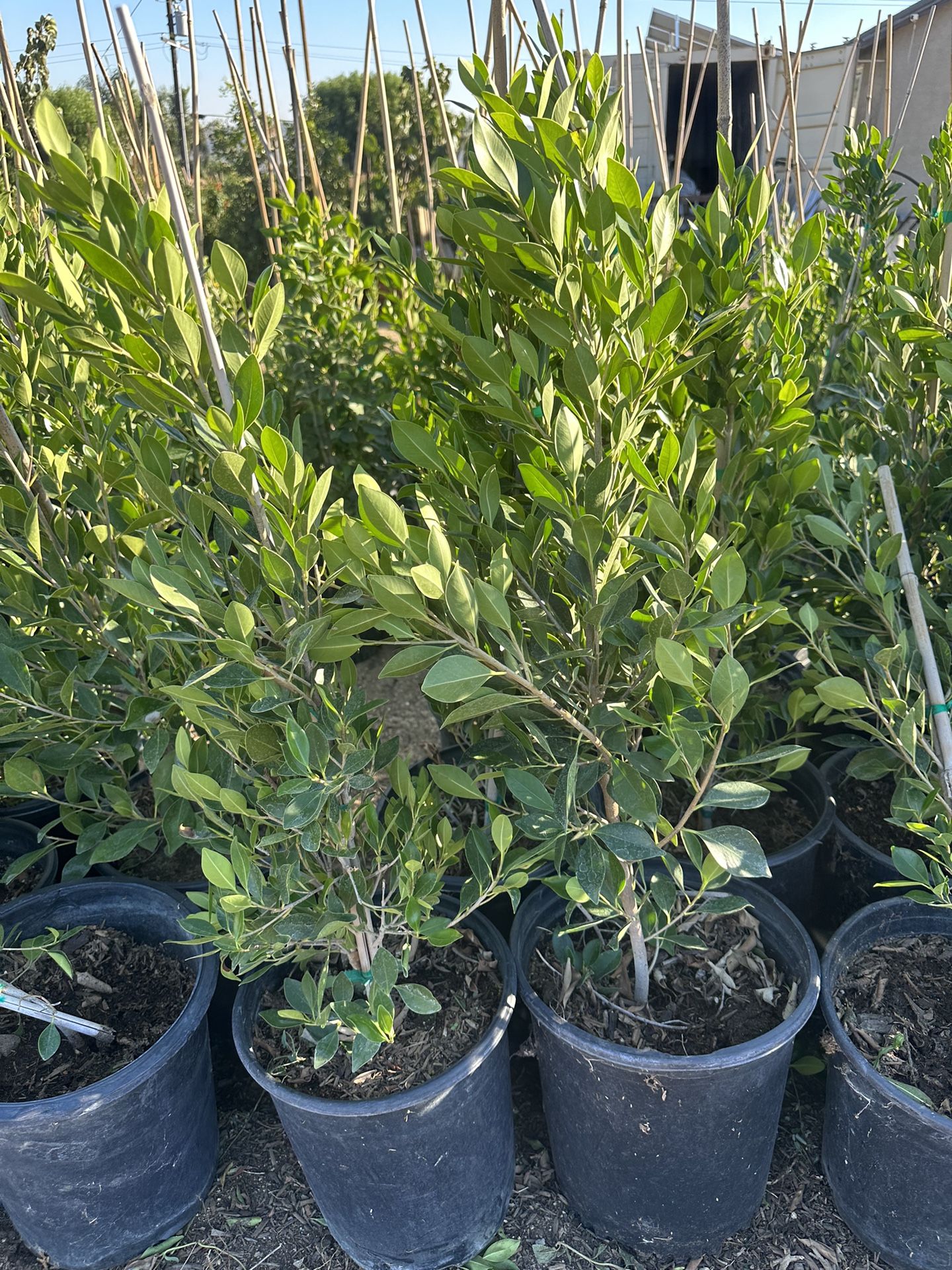 Indian Laurel Columns, Ficus nitida ‘Columns’ , Ficus tree, shade or ...