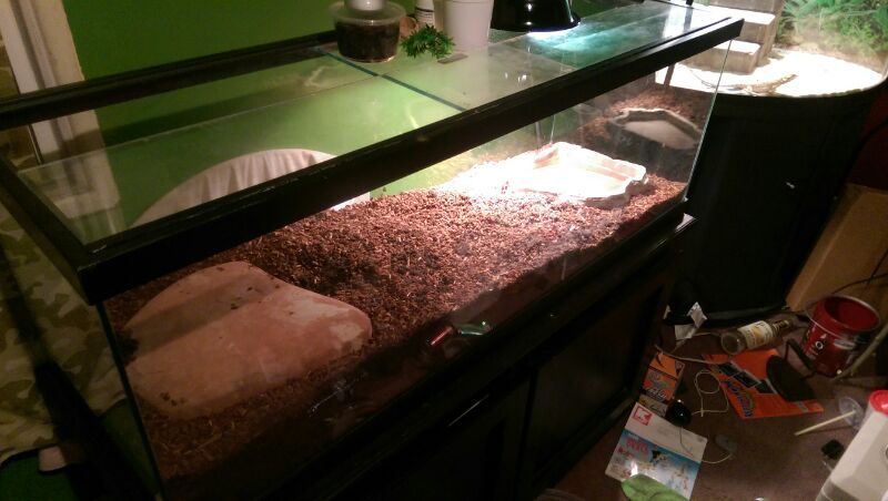 Savannah Monitor Enclosure