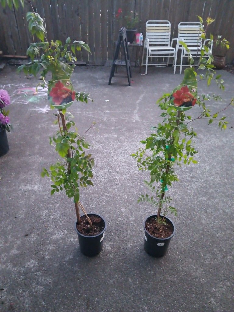 Red Trumpet Vine Plants for Sale in Tacoma, WA - OfferUp