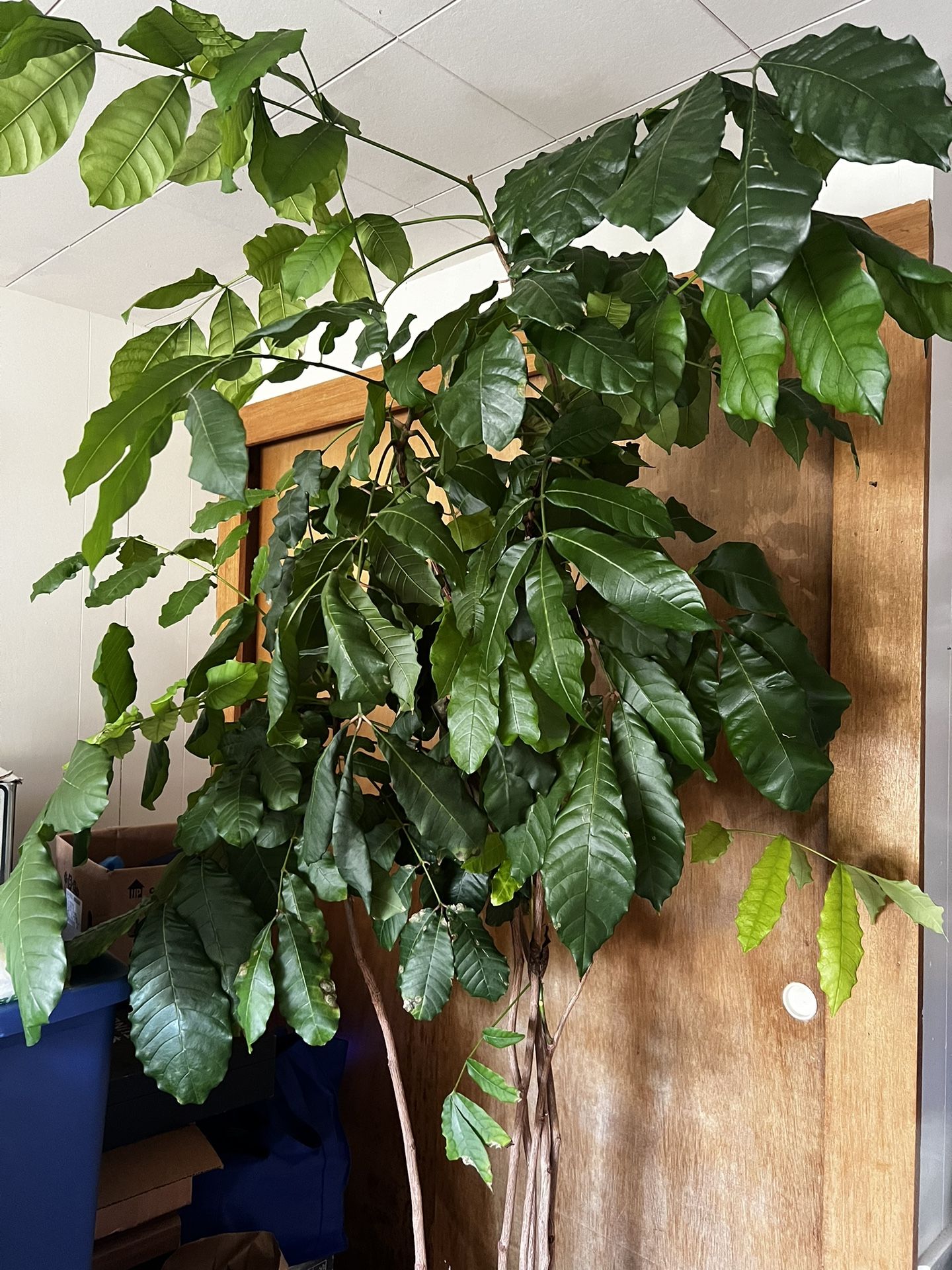 Big Ol' Indoor/Outdoor Tree for Sale in Mountlake Terrace, WA - OfferUp