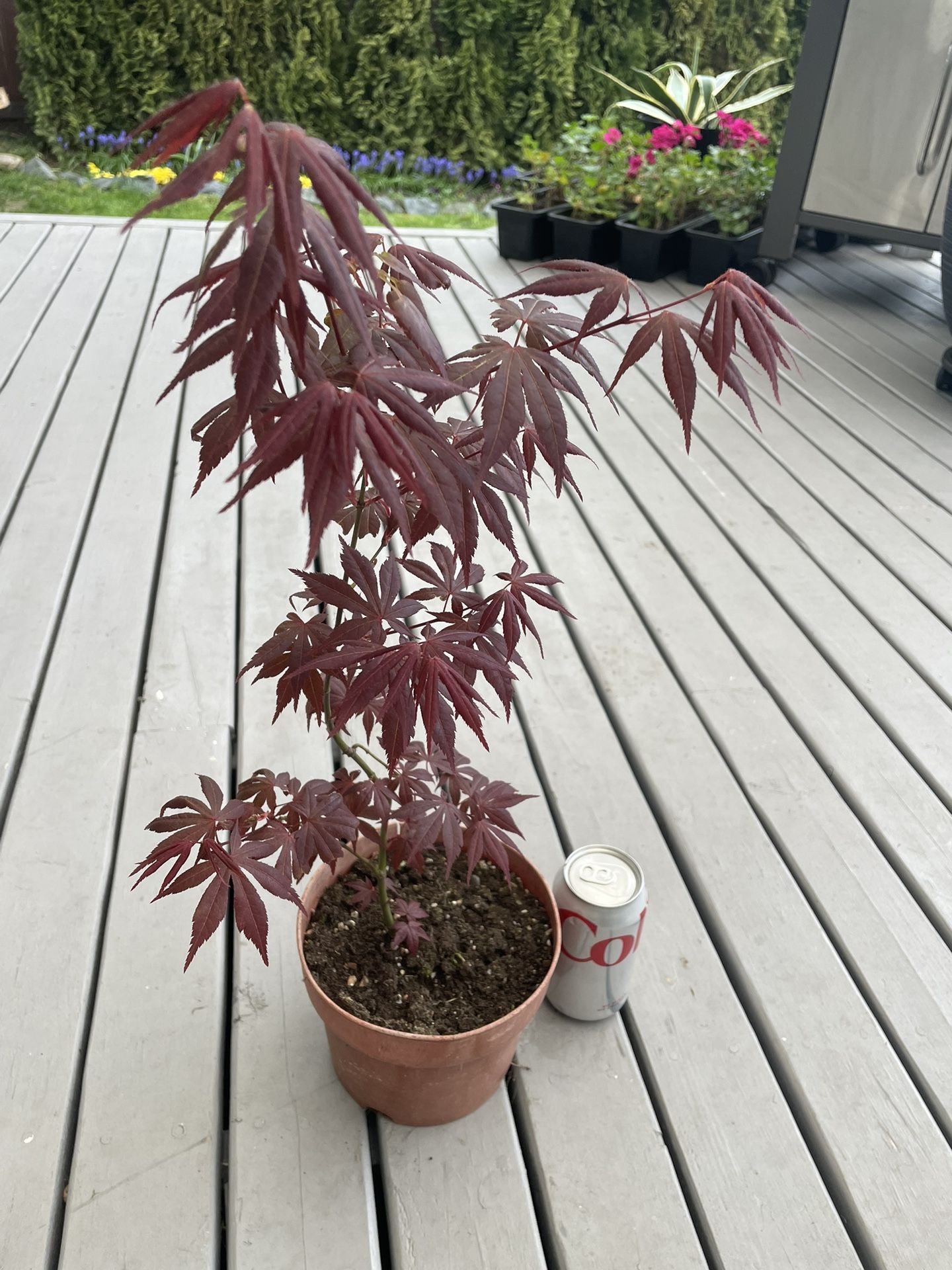 Bloodgood Japanese Maple ‘Acer Palmatum’ (Outdoor Plant) for Sale in ...