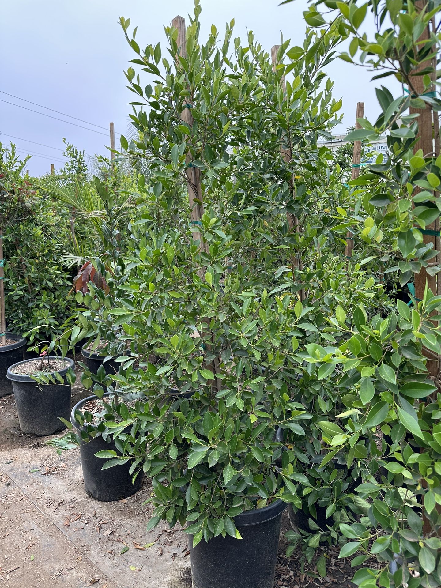 Indian Laurel Columns, Ficus nitida ‘Columns’ , Ficus tree, shade or ...