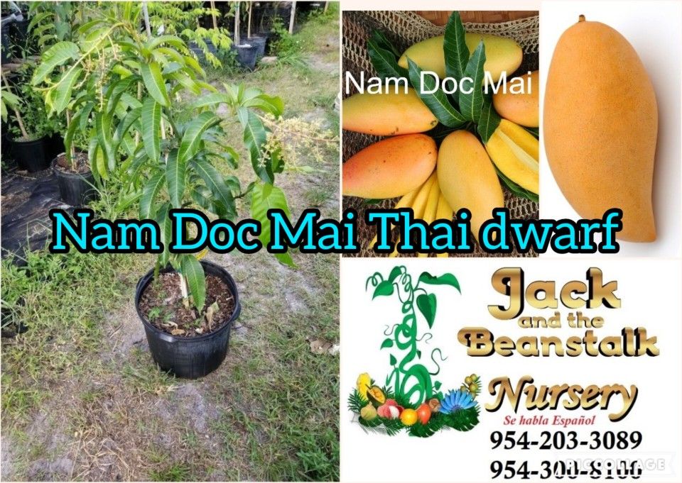 Dwarf Mango Tree