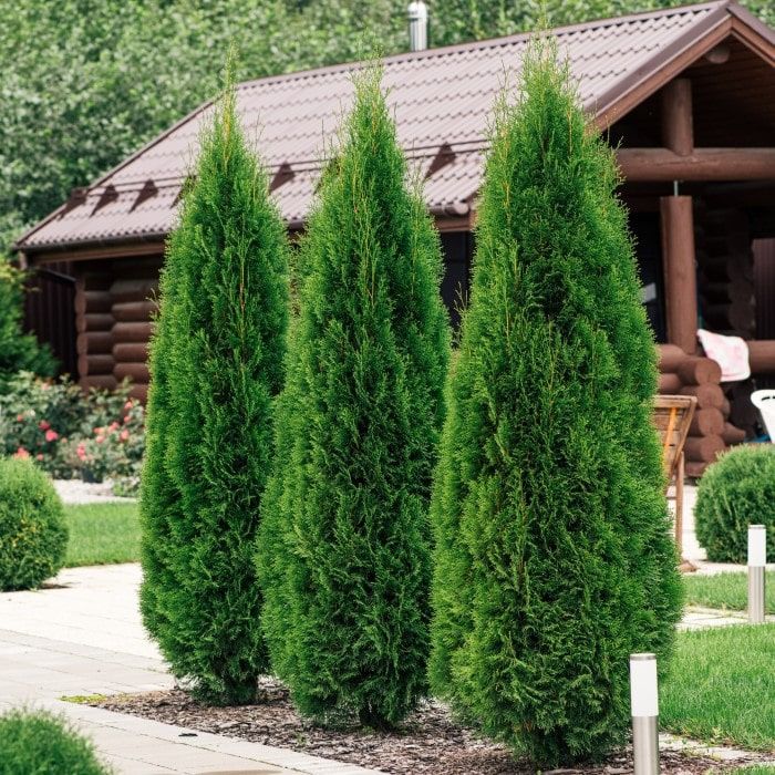 6ft Privacy Trees — Emerald Green Arborvitae for Sale in Puyallup, WA ...