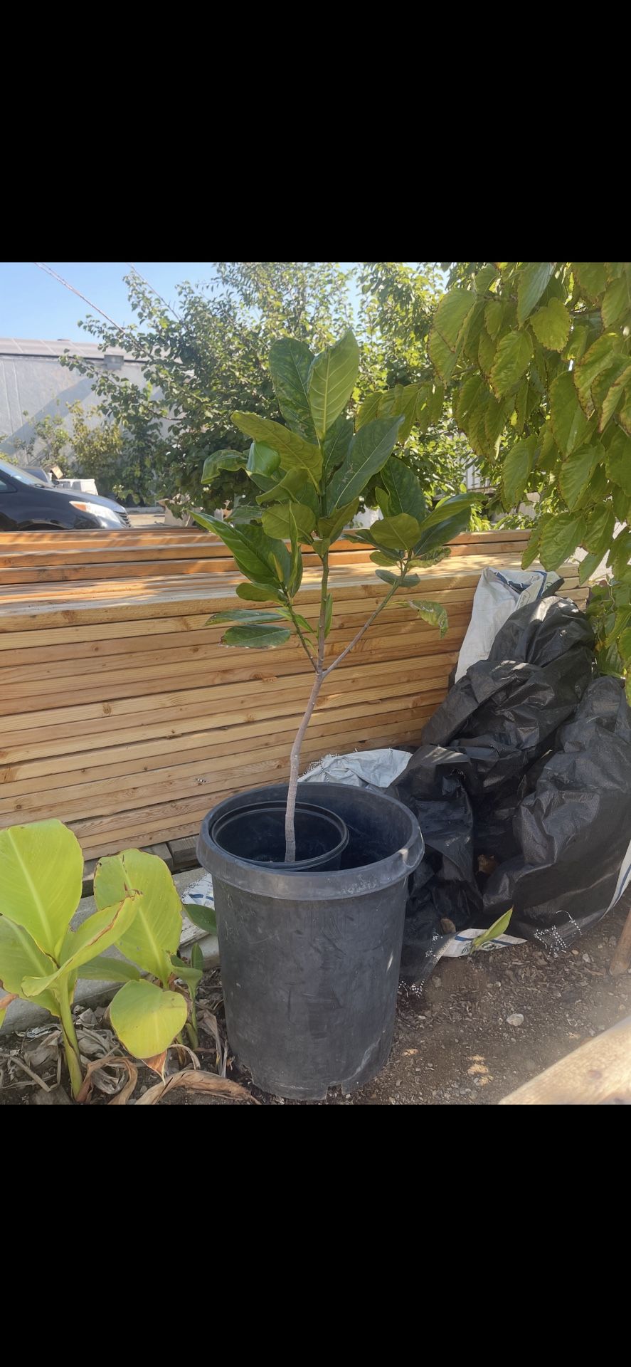 Jackfruit Tree. 4 Feet. Tall for Sale in Crystal City, CA - OfferUp