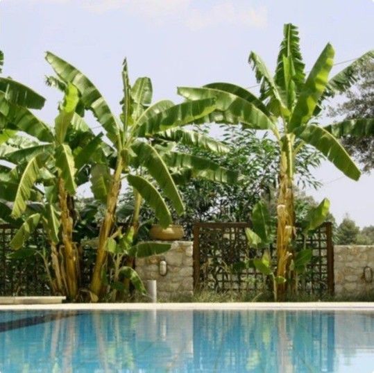 Amazing Cold Hardy Banana Trees - Grow Fast and look Stunning! for Sale ...