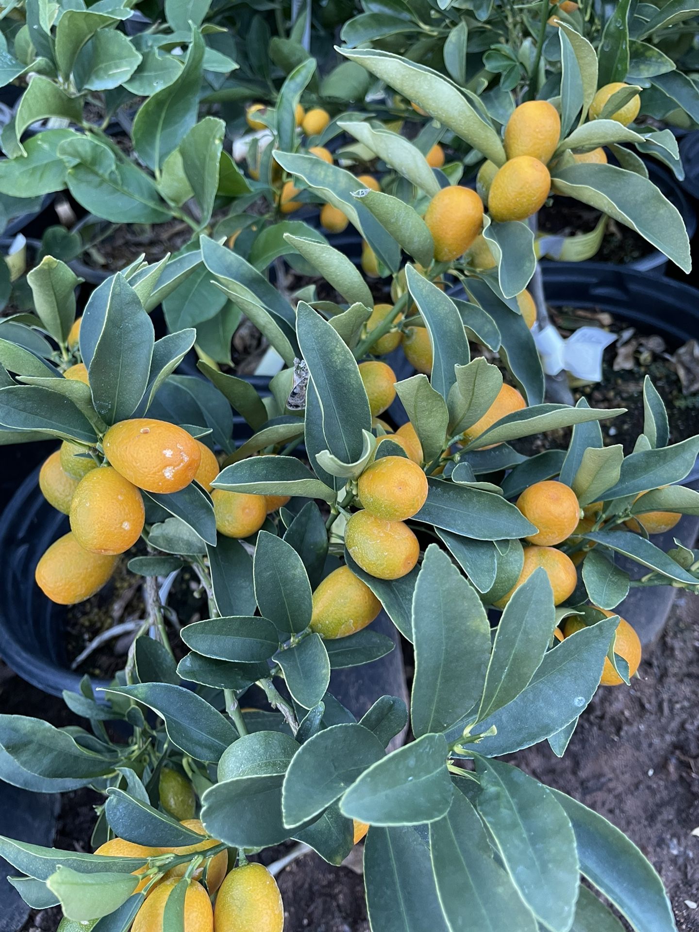 Kumquat Size