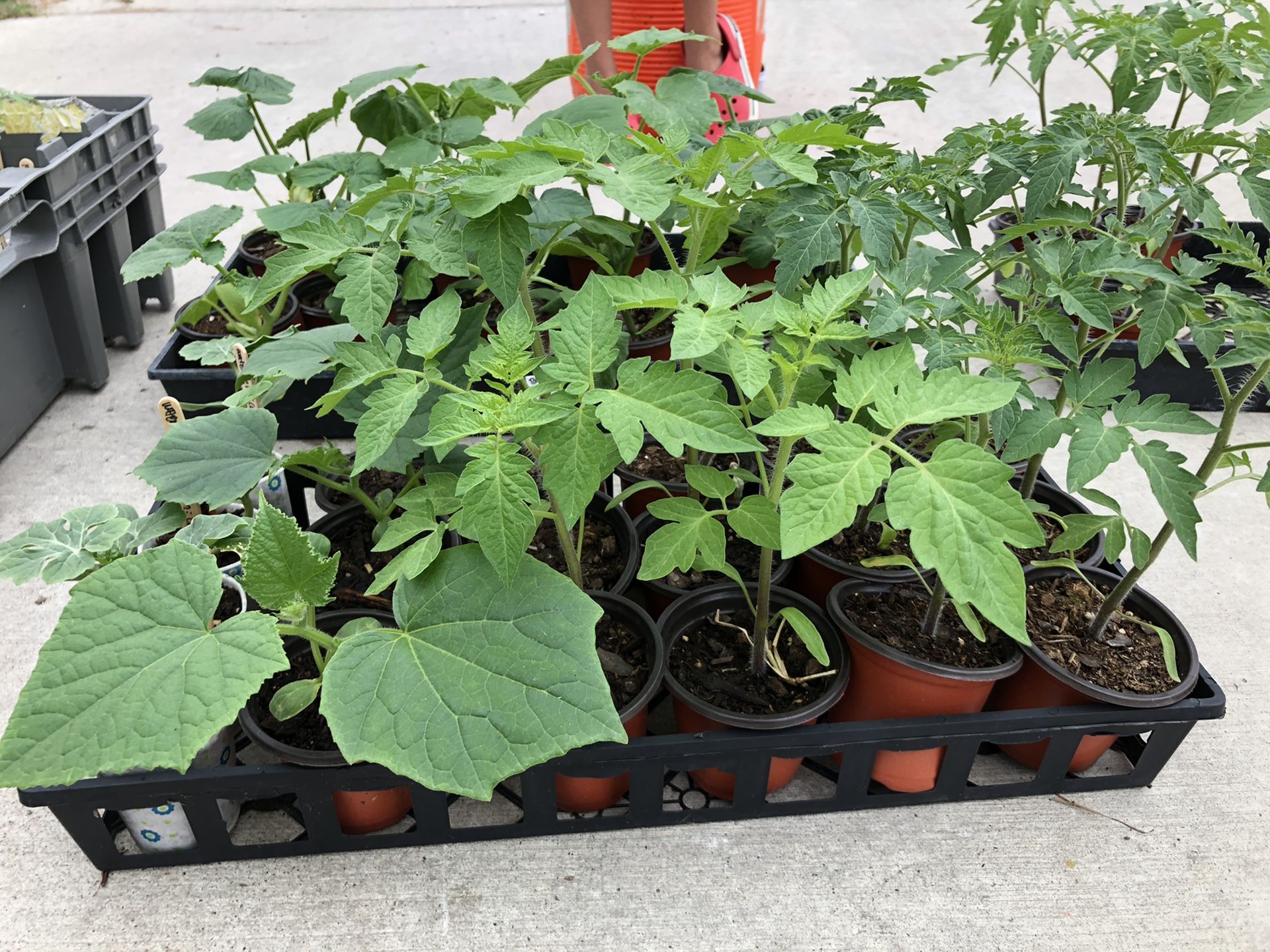 Organic Vegetable Plants for Sale in Pearland, TX - OfferUp