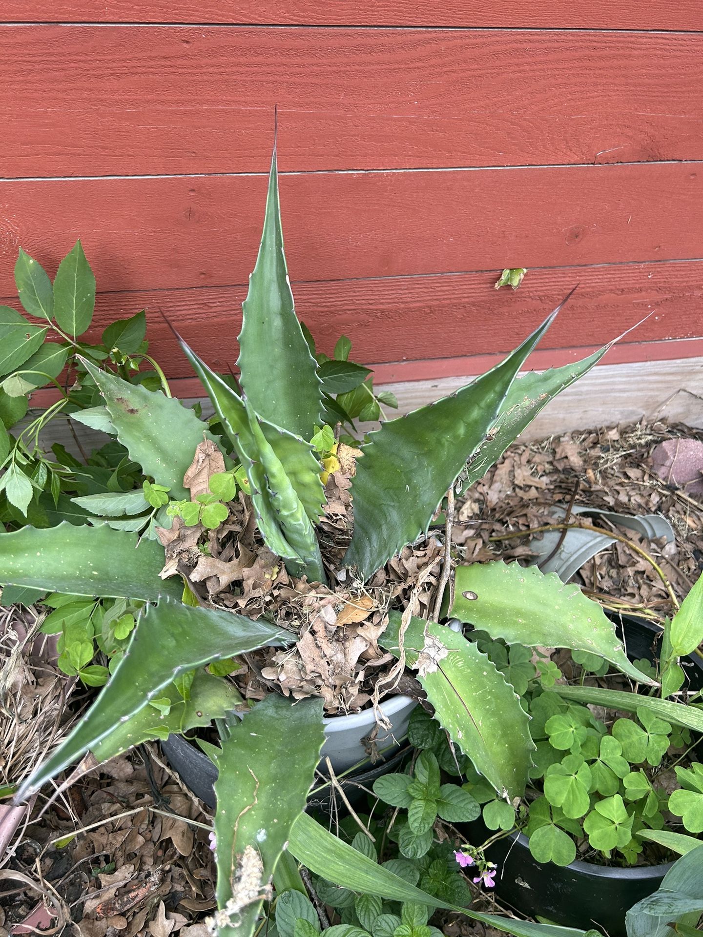 Maguey Plant for Sale in Houston, TX - OfferUp