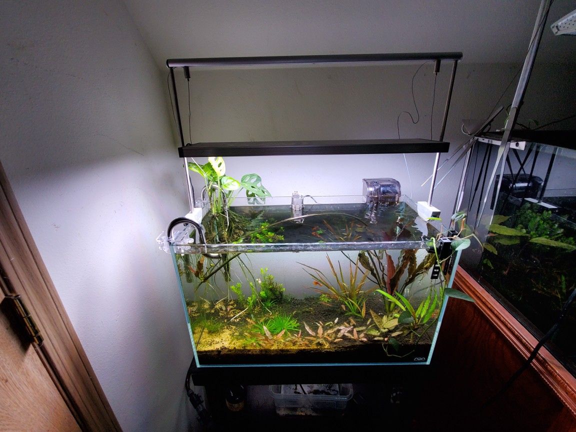 ADA 60P rimless aquarium setup for Sale in Lynnwood, WA - OfferUp