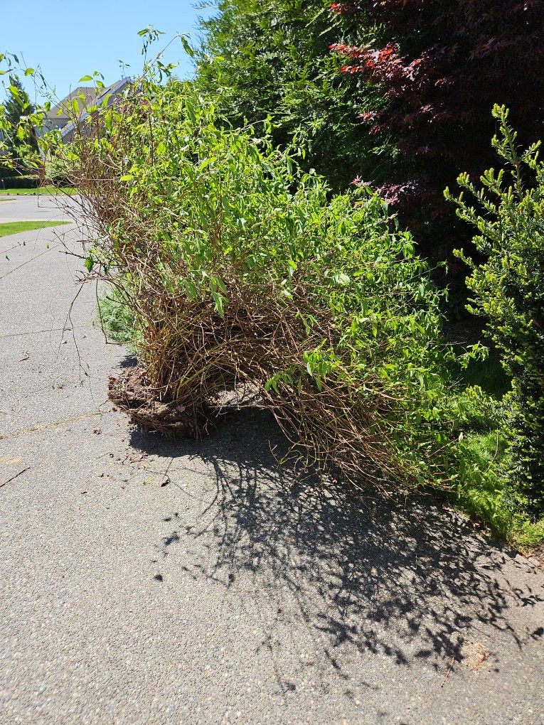 Free Leafy Bush for Sale in Bothell, WA - OfferUp