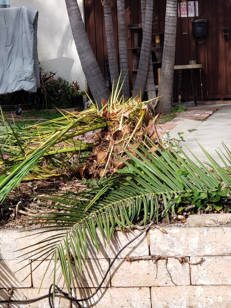King Palm Tree For Sale In San Fernando CA OfferUp king-palm-tree-for-sale-in-san-fernando-ca-offerup