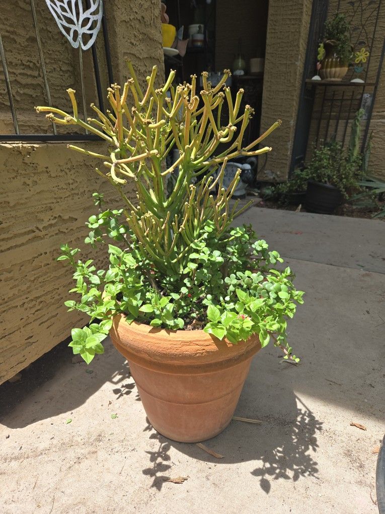 Firestick, Elephant Food And Sunny Red Rose Succulents In 14in ...