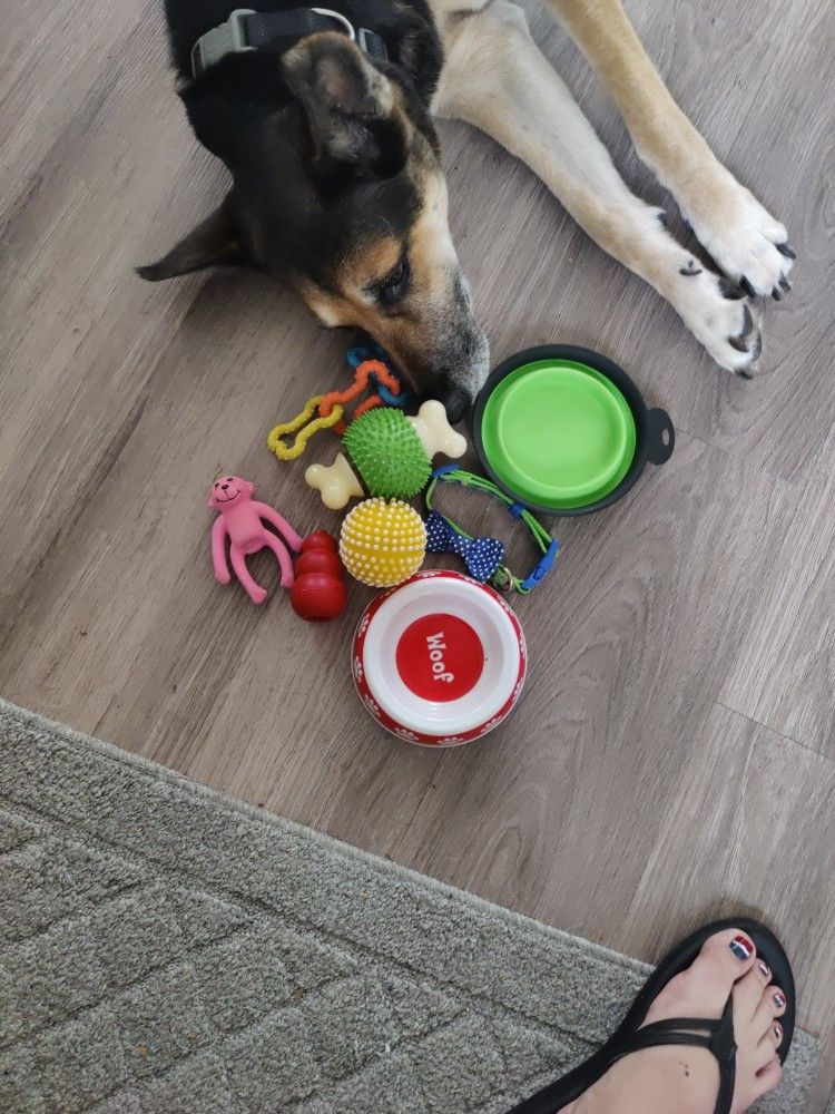 Various Dog Items for Sale in Heathrow, FL - OfferUp