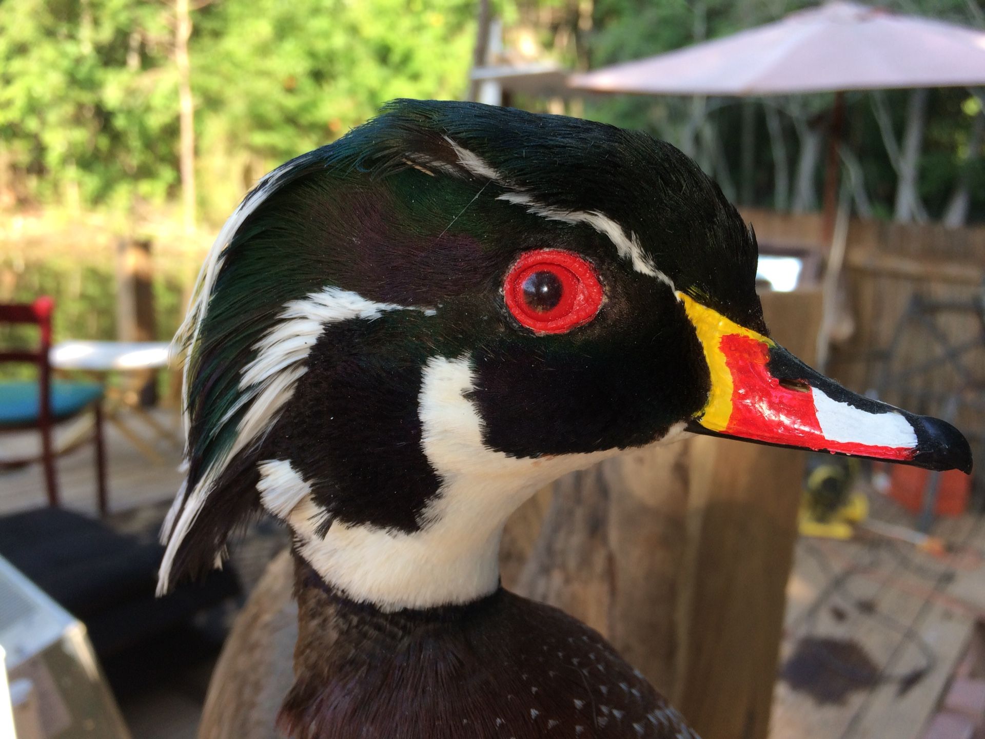 Wood Duck Flying Mount