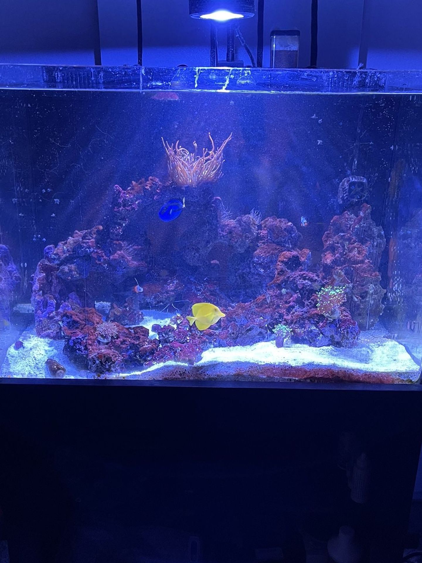 45 Gallon Salt Water Rimless Fish Tank for Sale in Frisco, TX - OfferUp