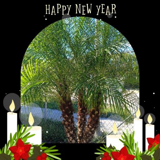 Triple Robellini Palm Tree 25gl $150 for Sale in Miami, FL - OfferUp