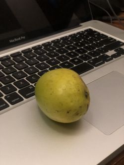 Mango Toledo Tree Sweeet!!! for Sale in Miami, FL - OfferUp