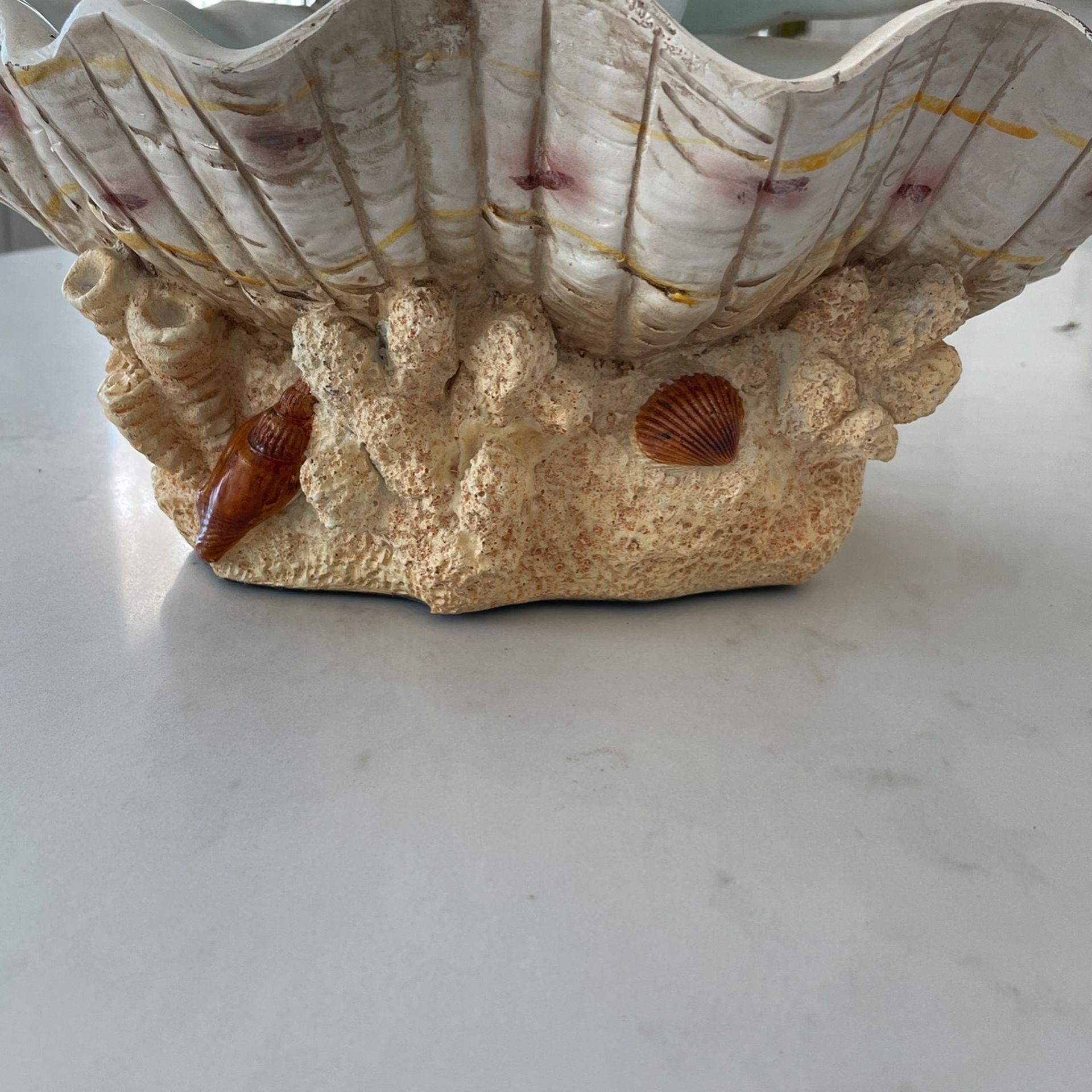 Giant Clam Shell Prop