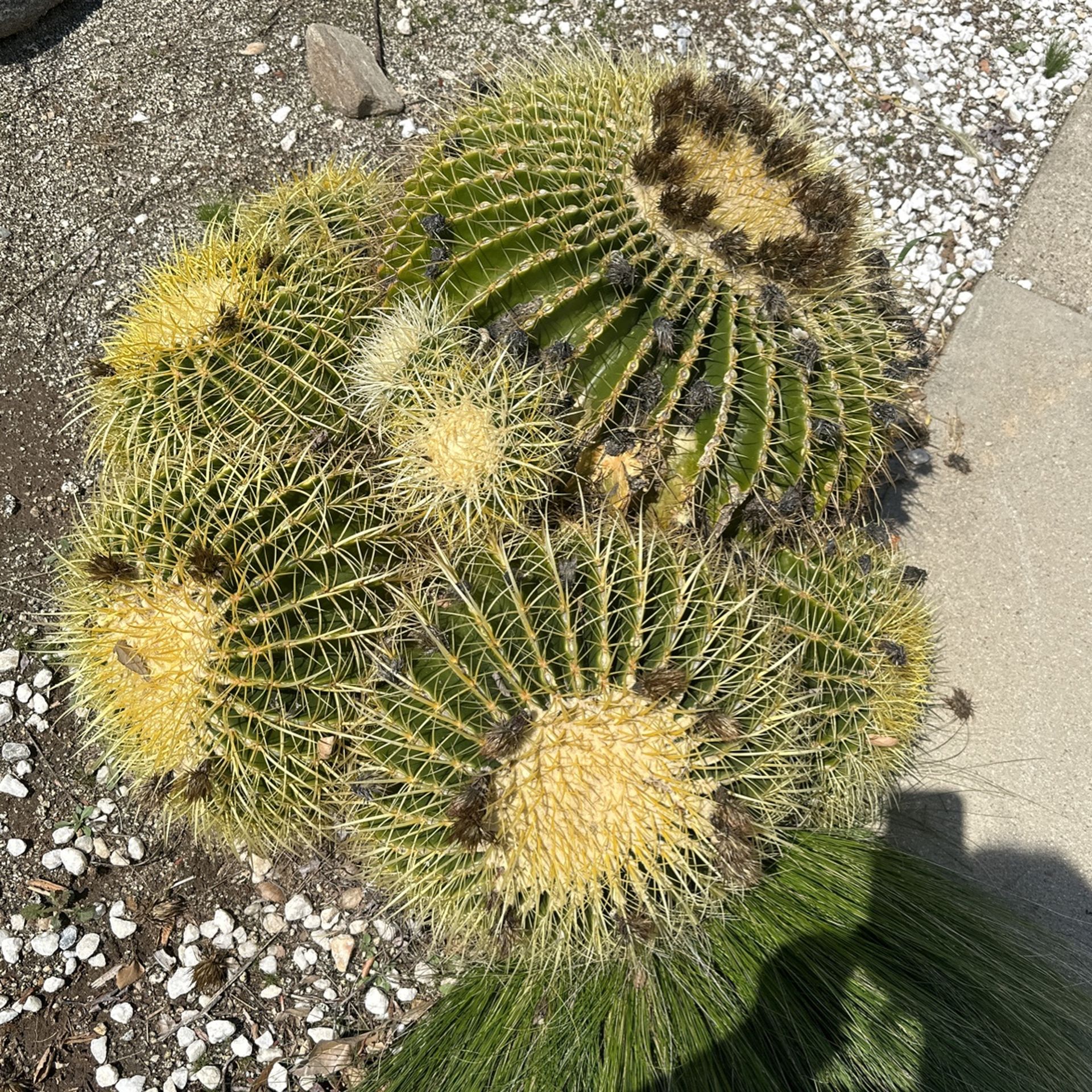 Golden Barrel Cactus Flower