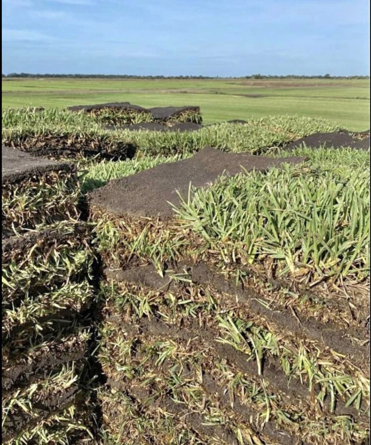 Sod, sod, sod, Fresh Sod for Sale in Orlando, FL - OfferUp