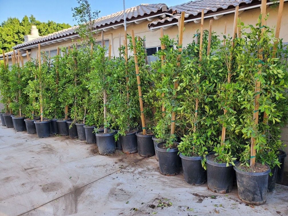 FICUS NITIDA aka INDIAN LAUREL COLUMNS FICUS NITIDA INDIAN LAUREL ...