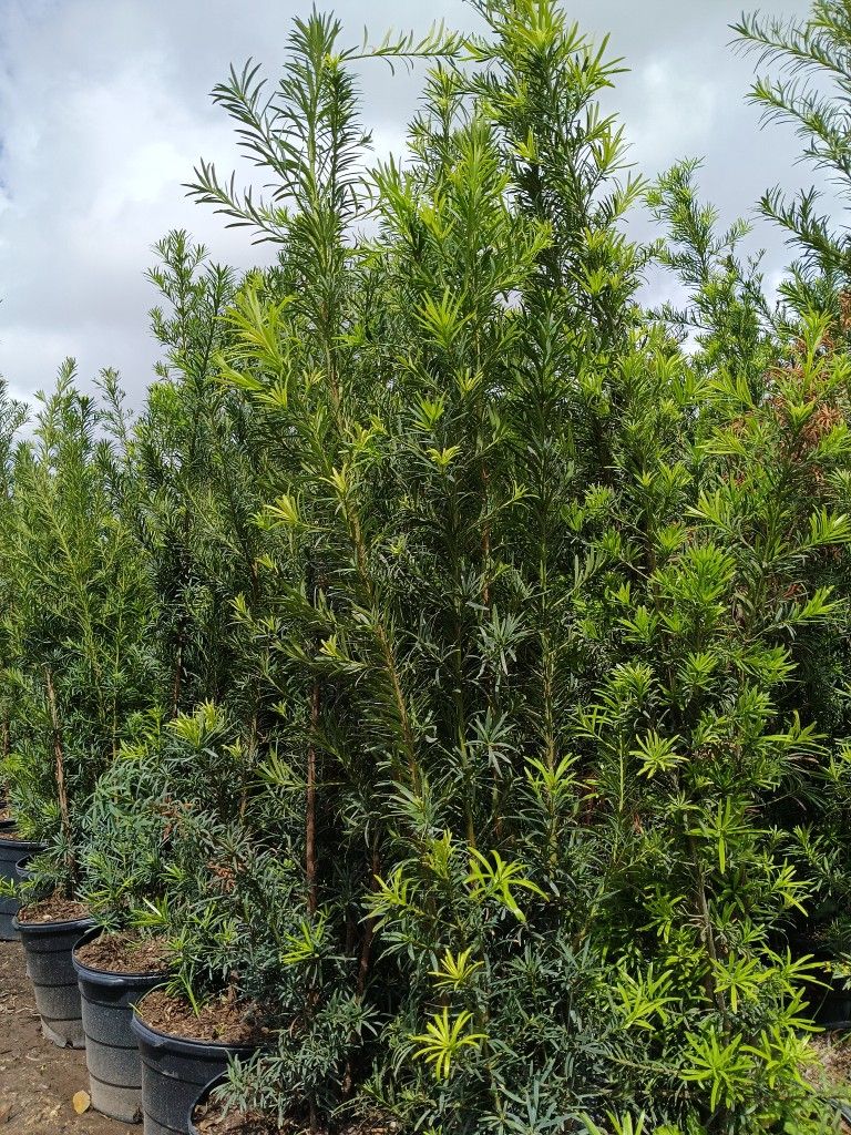 Beautiful Podocarpus Privacy Hedge Plants 15gl 6-7ft $45 for Sale in ...