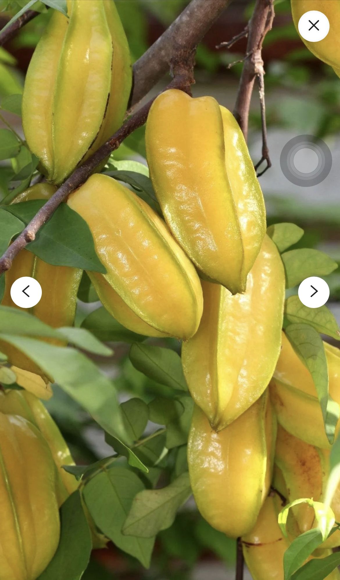 Star Fruit Tree
