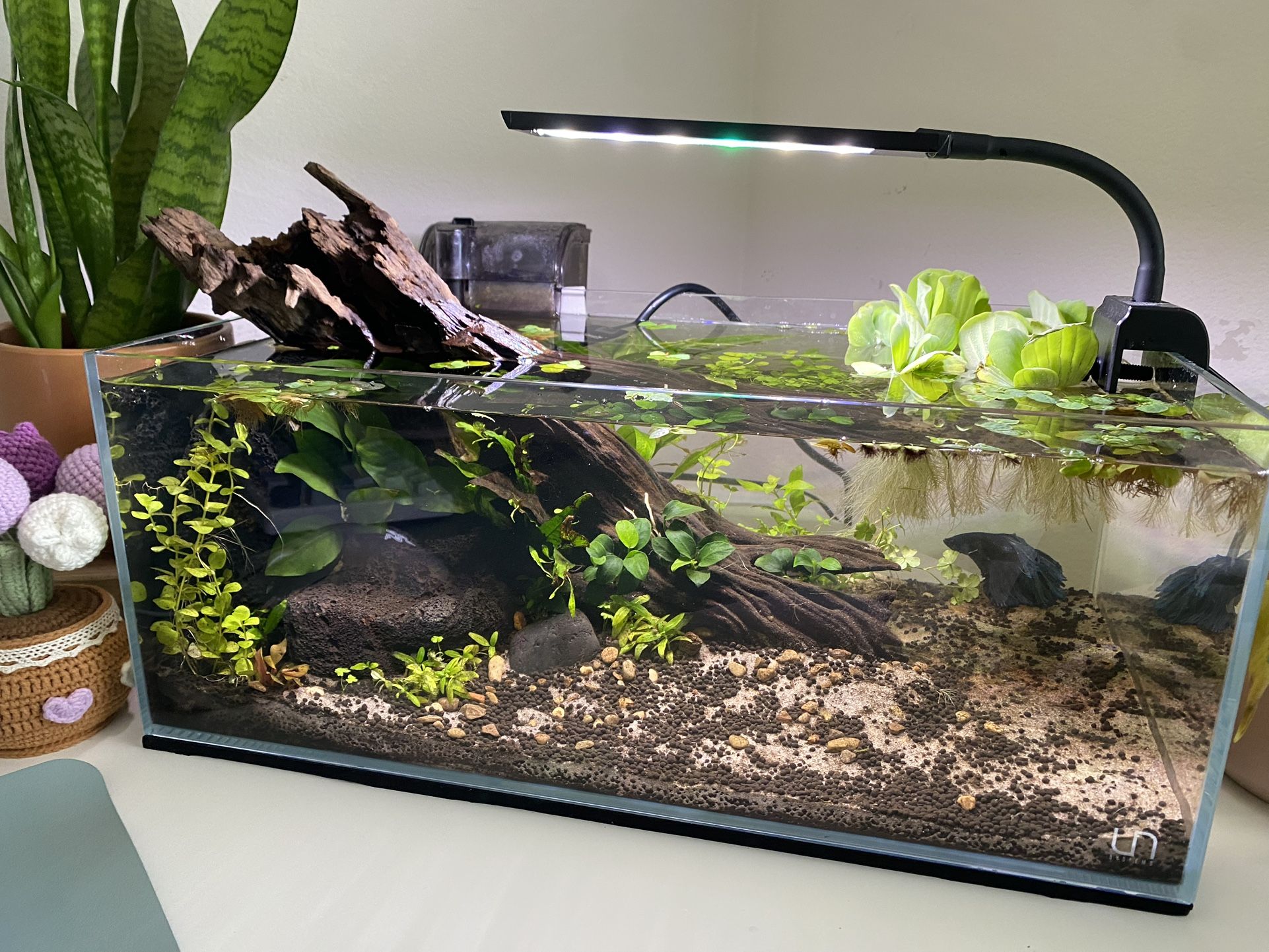 UNS 45s Aquascape Aquarium for Sale in Chula Vista, CA - OfferUp