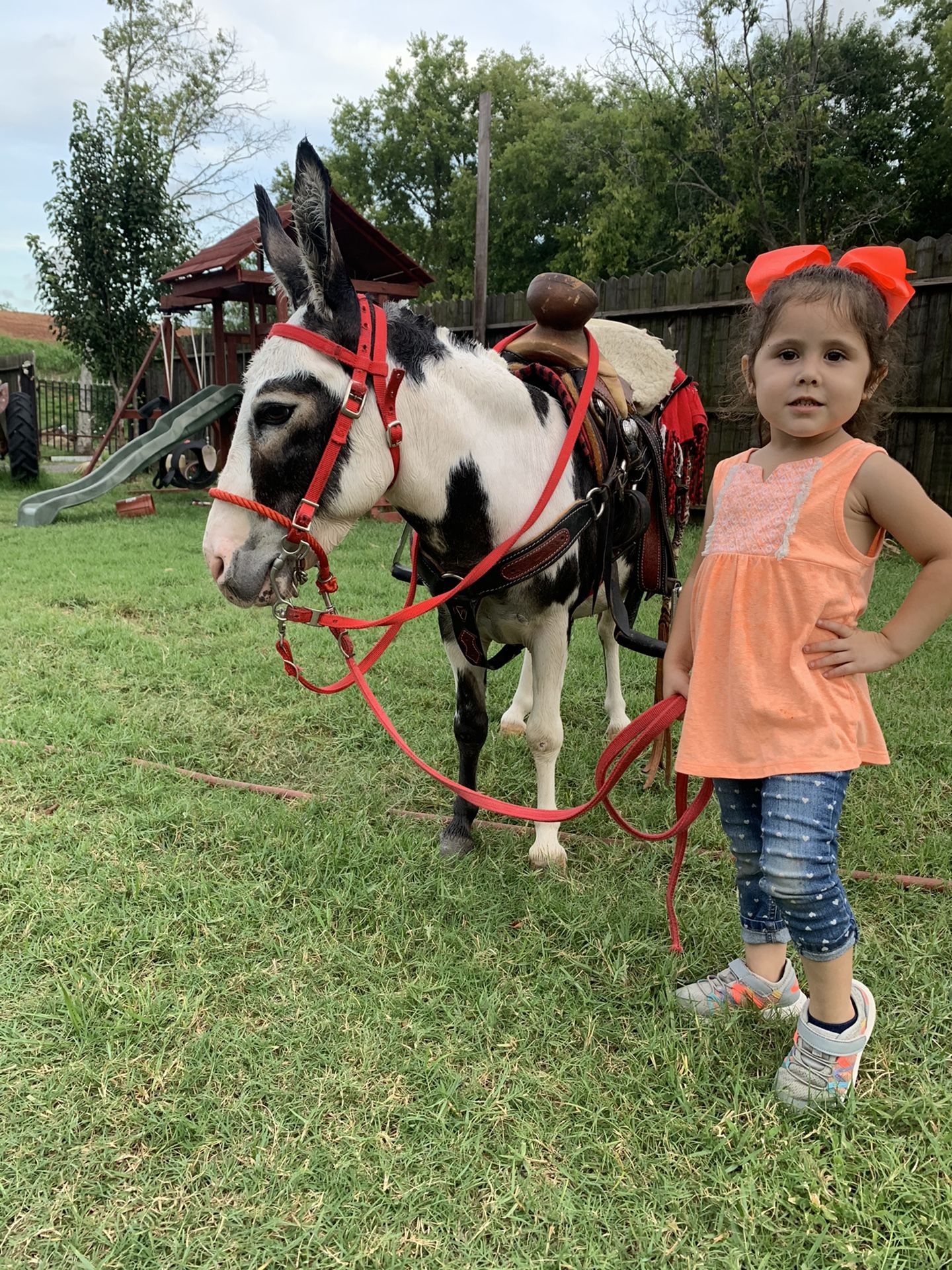 (paseo en pony y granjita de mascotas ). Pony rides and petting farm for Sale in Pasadena, TX ...