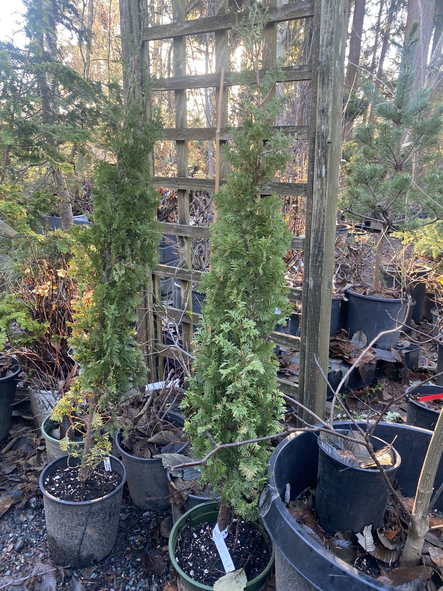 Awesome Narrow Spire Trees for Sale in Puyallup, WA - OfferUp