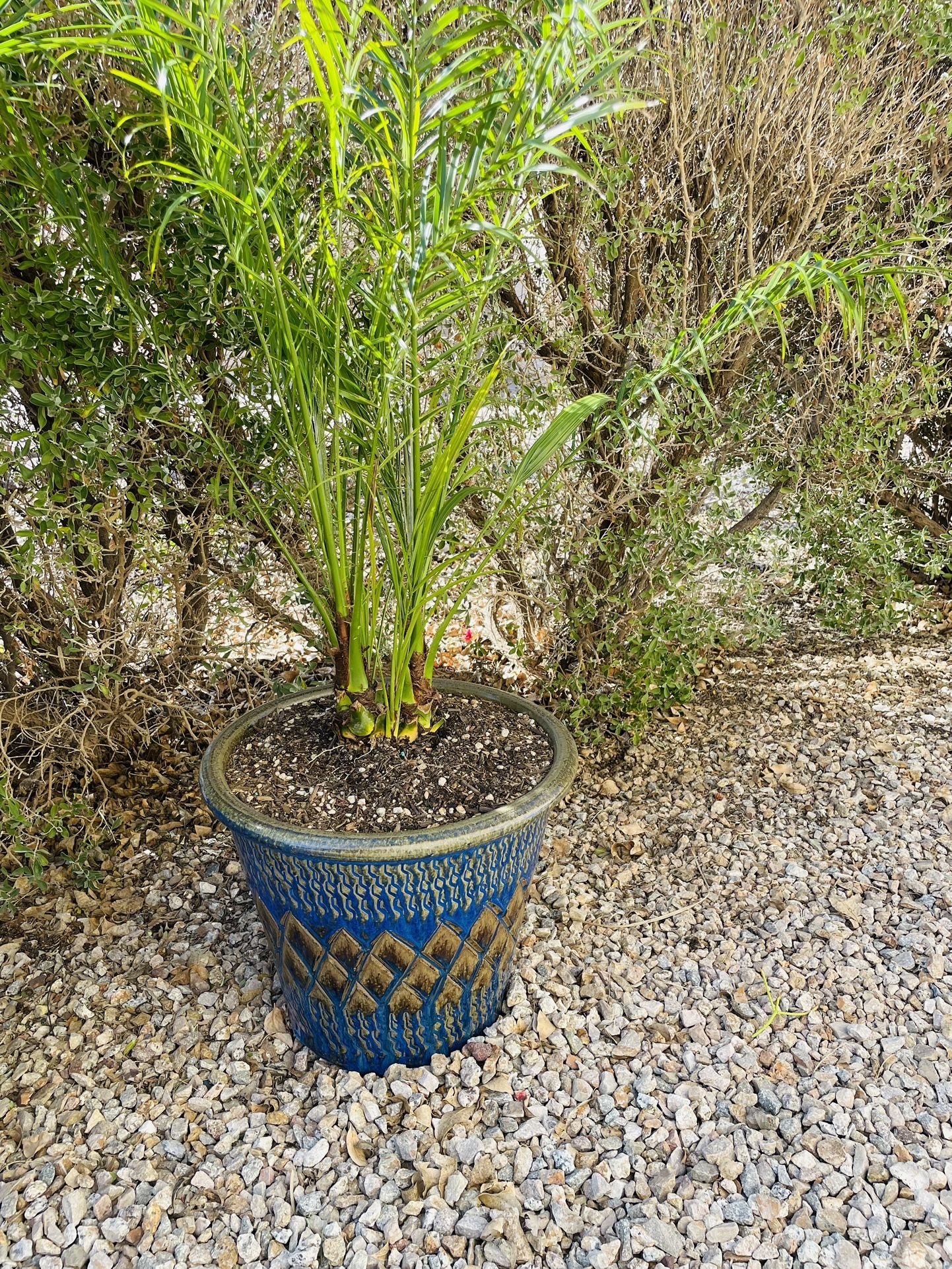 Patio & Garden • Real Pygmy Date Palms Trees\ Plants & Pots for Sale in ...