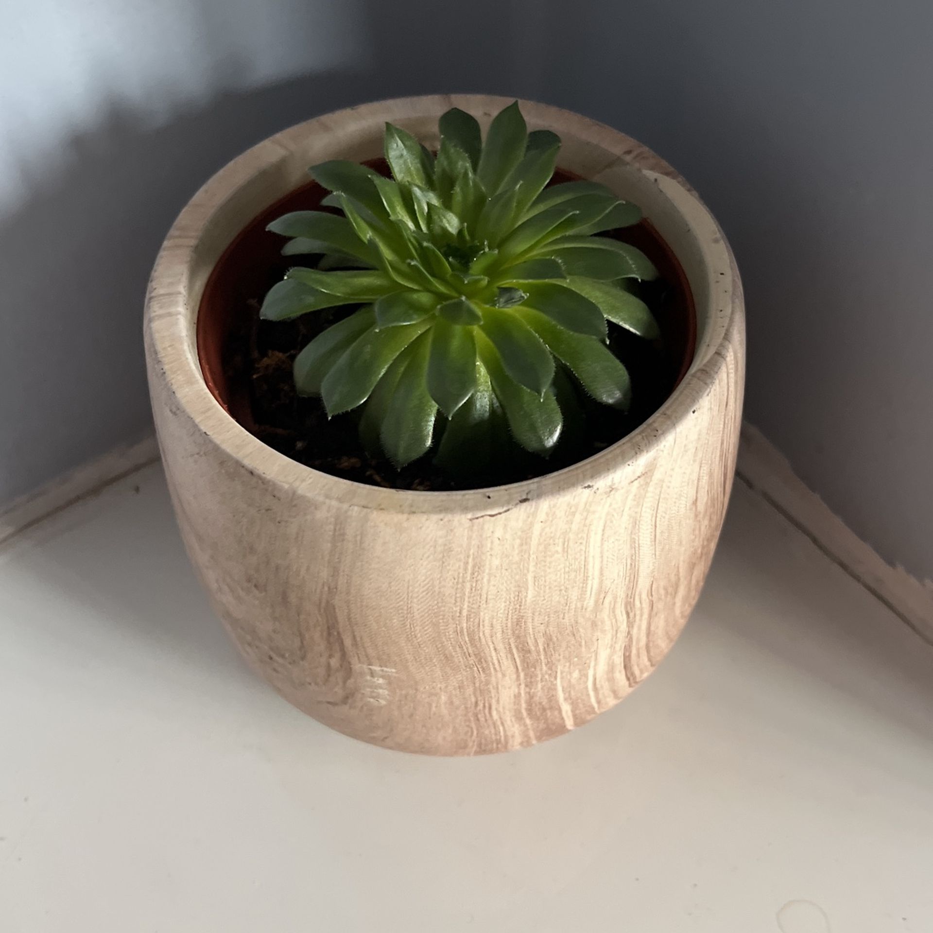 Live Houseplant Sempervivum in 5” Ceramic Planter, Live Succulent Plant ...