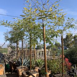 Yellow Jacaranda Tree