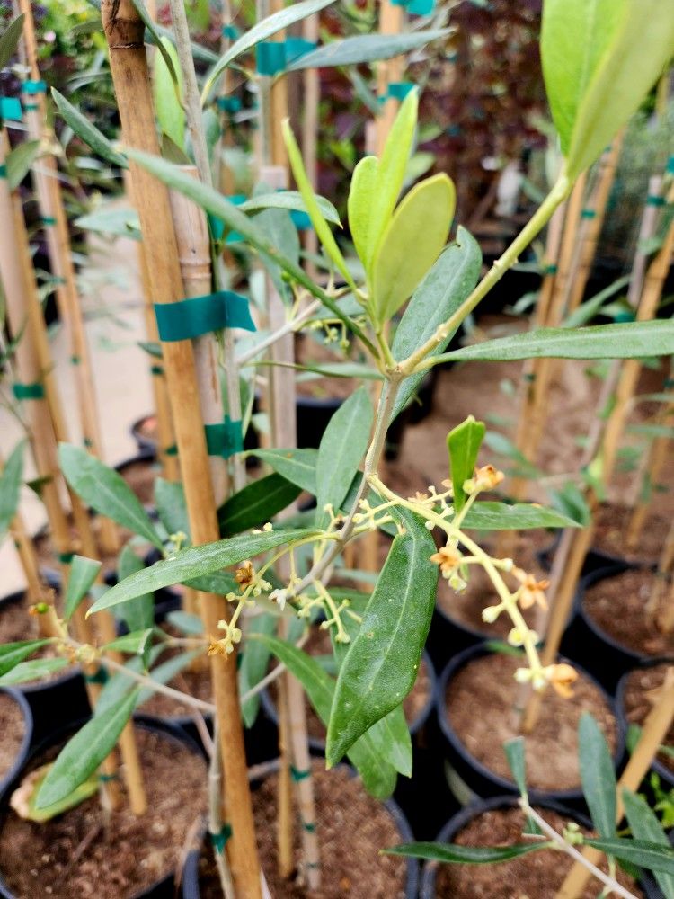 Frantoio Fruiting Olive Tree 5-6 ft Staked 5 Gal. for Sale in San Diego ...