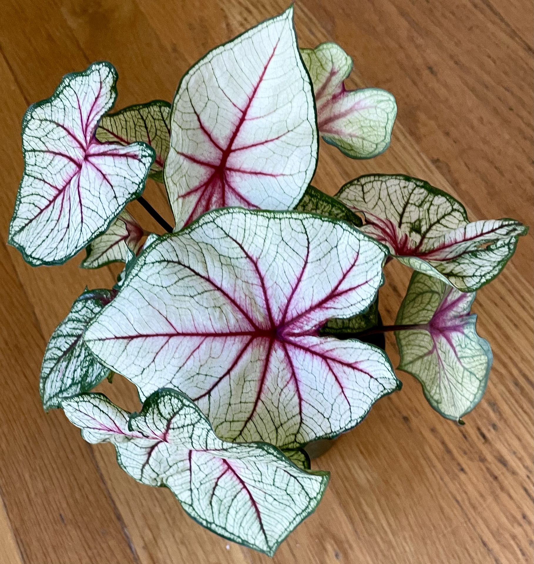 White Queen Caladium Plant / Free Delivery Available for Sale in ...
