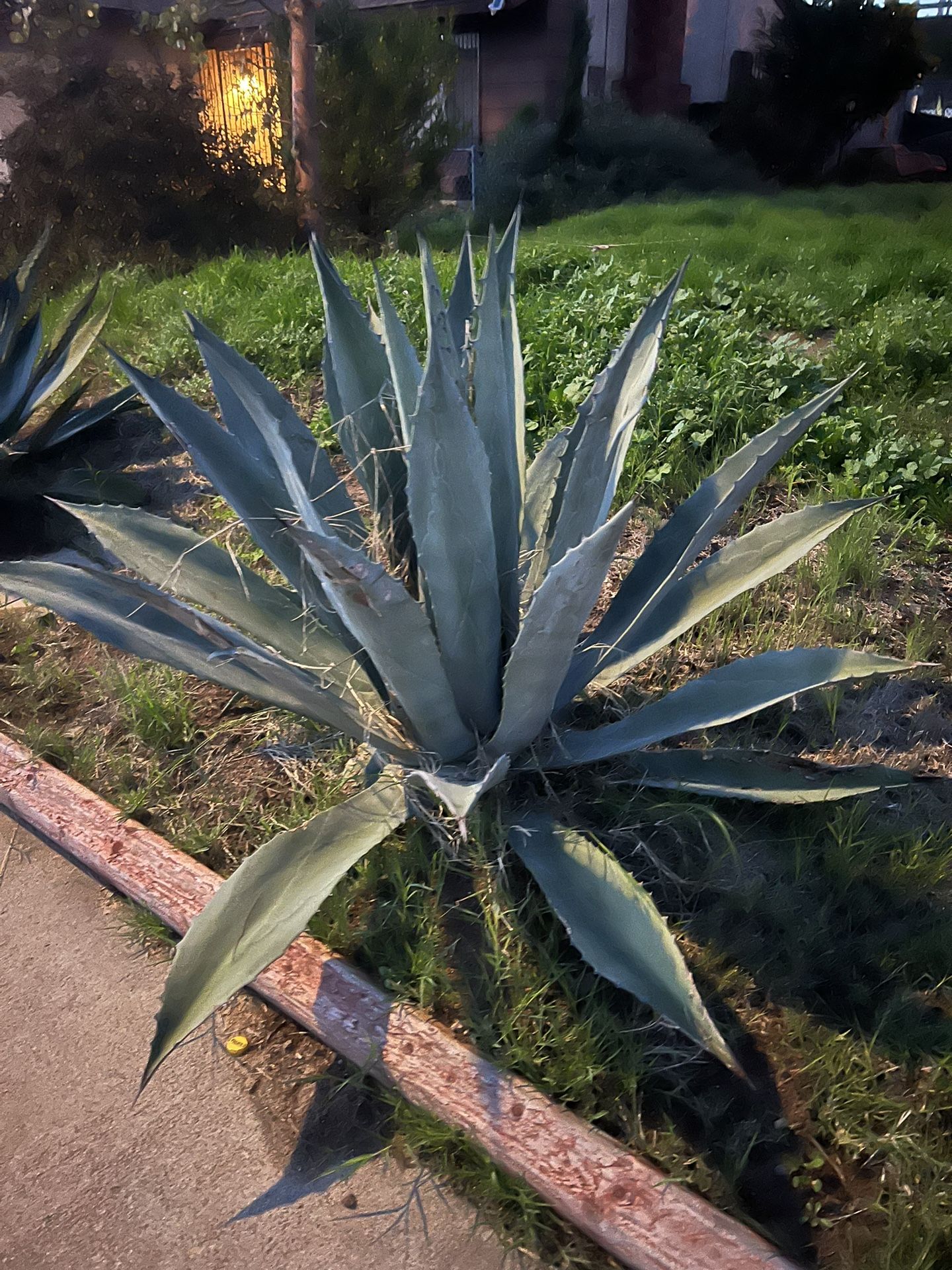 (3) Giant Blue Agave Plants for Sale in San Diego, CA - OfferUp