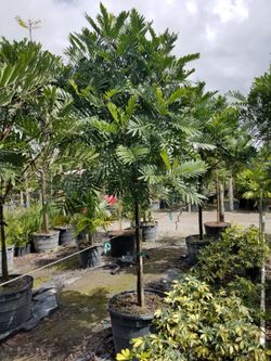 Japanese fern trees for Sale in Miami, FL - OfferUp