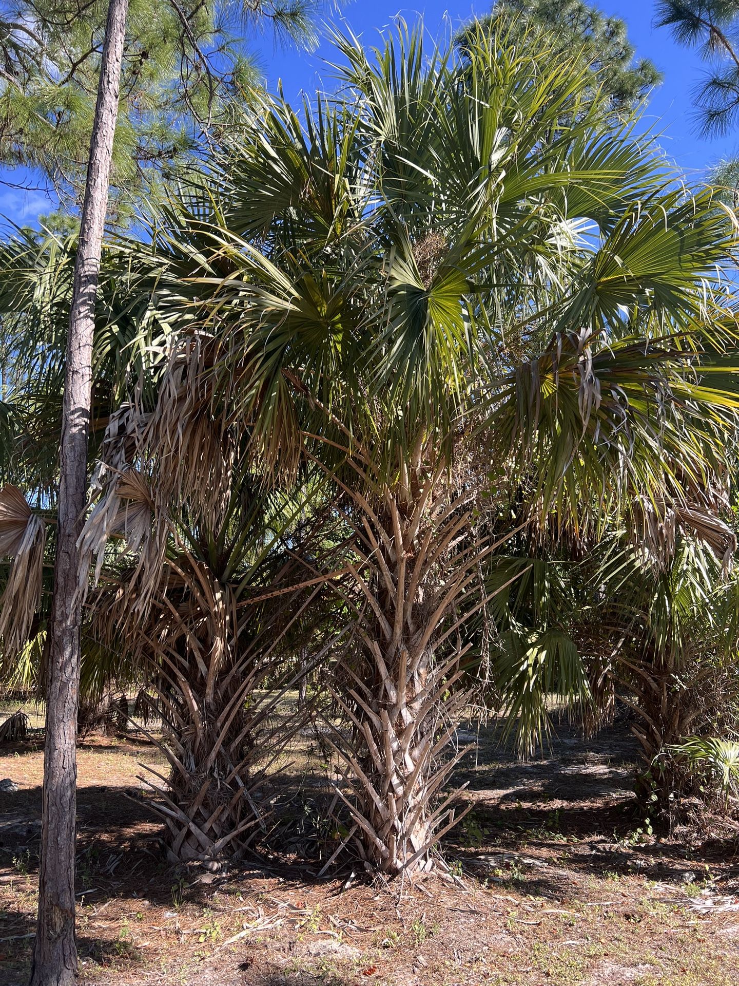 Free Trees for Sale in Naples, FL - OfferUp