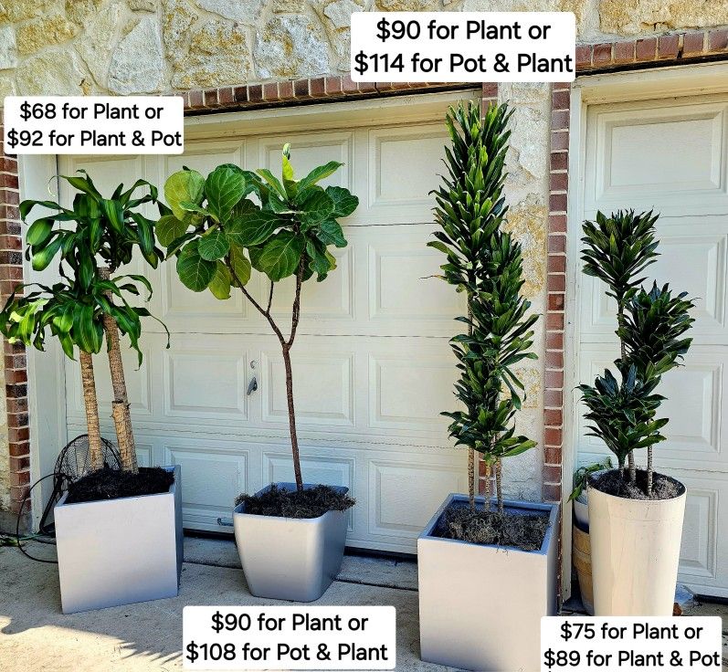 Fiddle-leaf Trees Lisa Canes Mass Cane Tree Dracaena Compacta for Sale ...