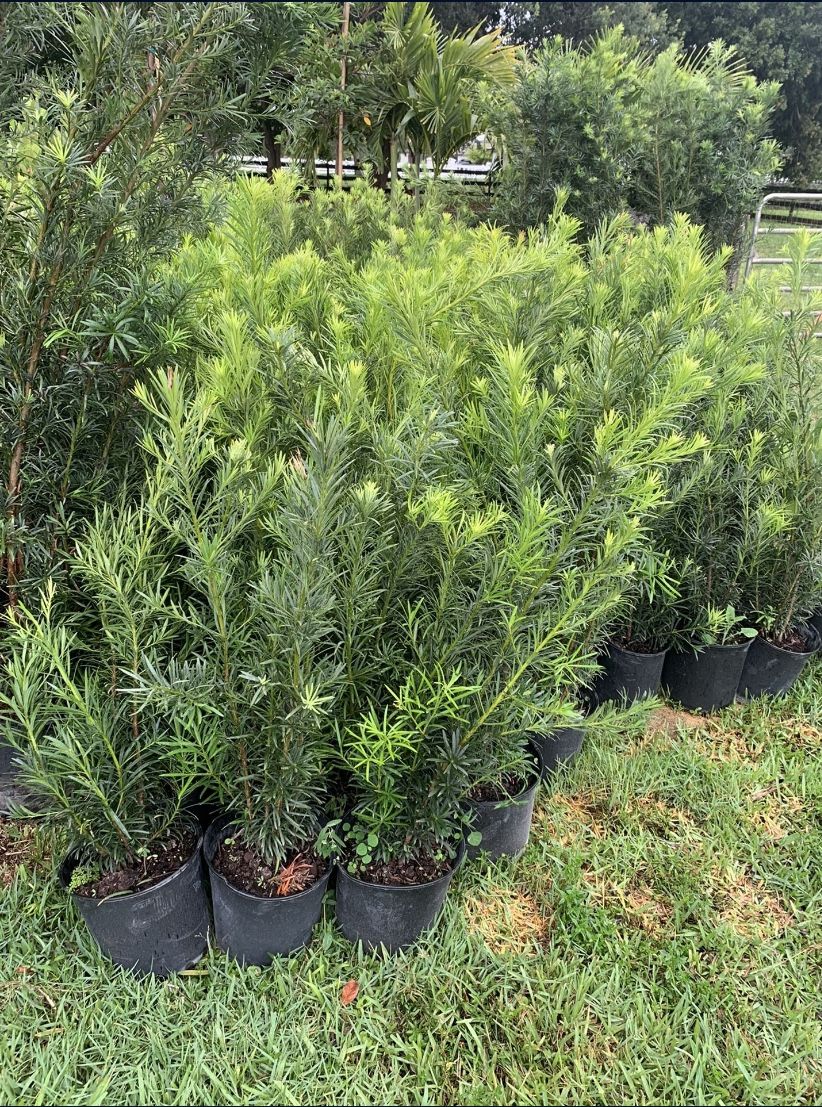 Podocarpus About 4 Ft Tall . Instant Privacy Hedge For Fence for Sale ...