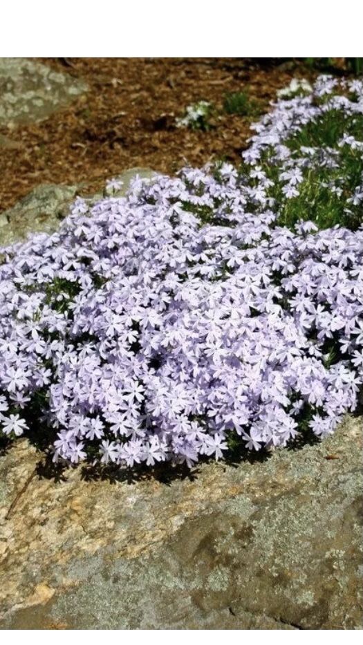 15 Perennial, Lavender Creeping Phlox Ground Cover for Sale in Portland ...