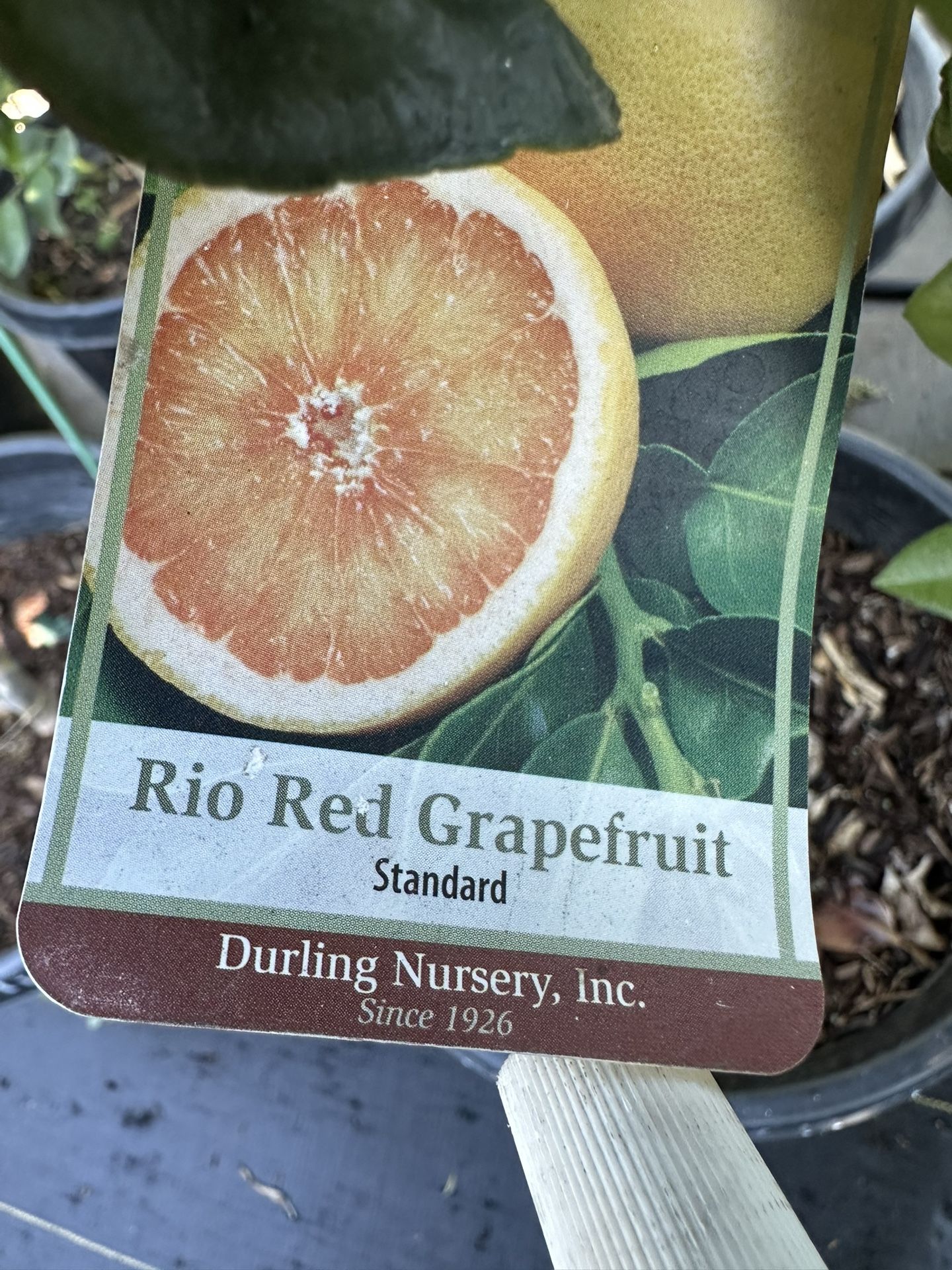 Rio Red Grapefruit Tree 15gal for Sale in Highland, CA - OfferUp