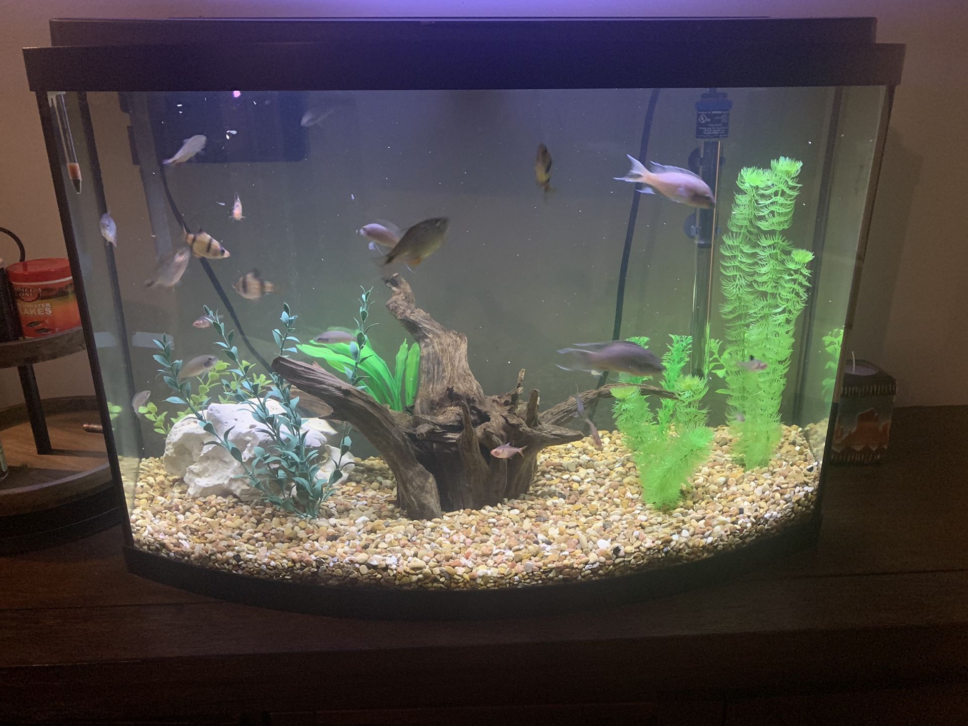 36 Gallon Bow Front Aquarium for Sale in Manvel, TX - OfferUp