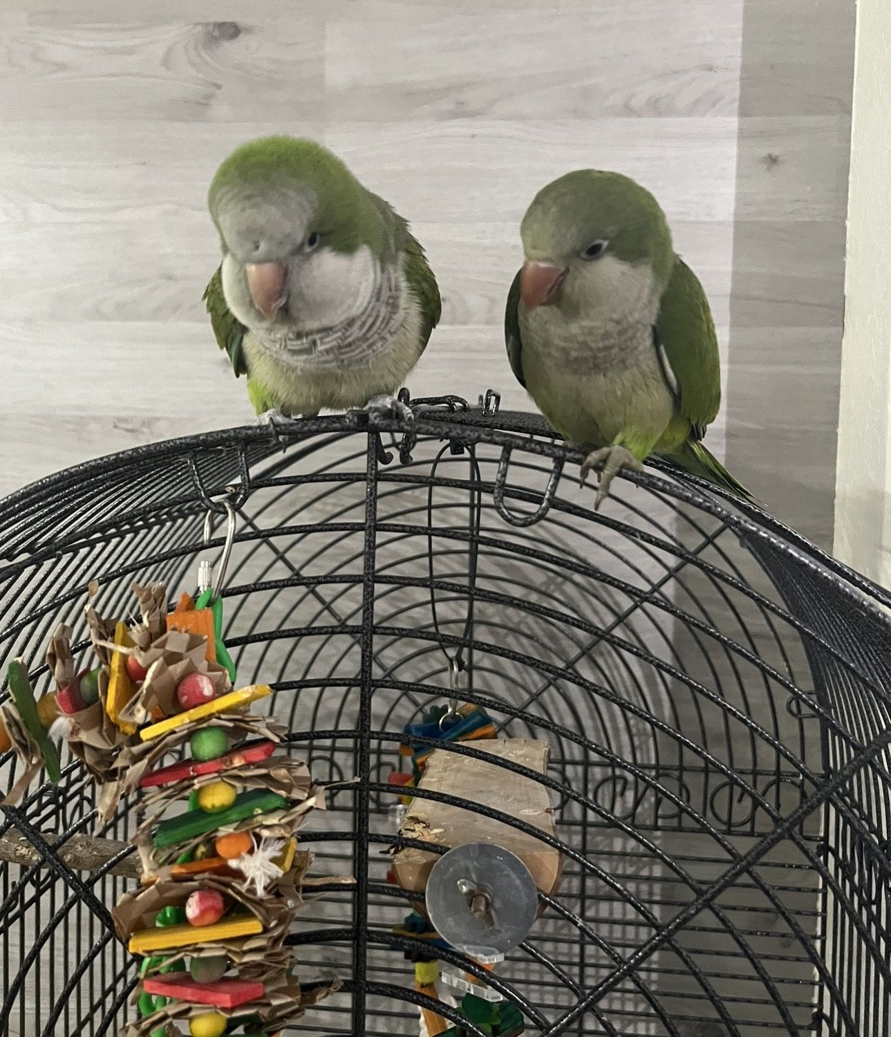 2 Quaker Parrots for Rehoming - Cage & Extras Included for Sale in ...