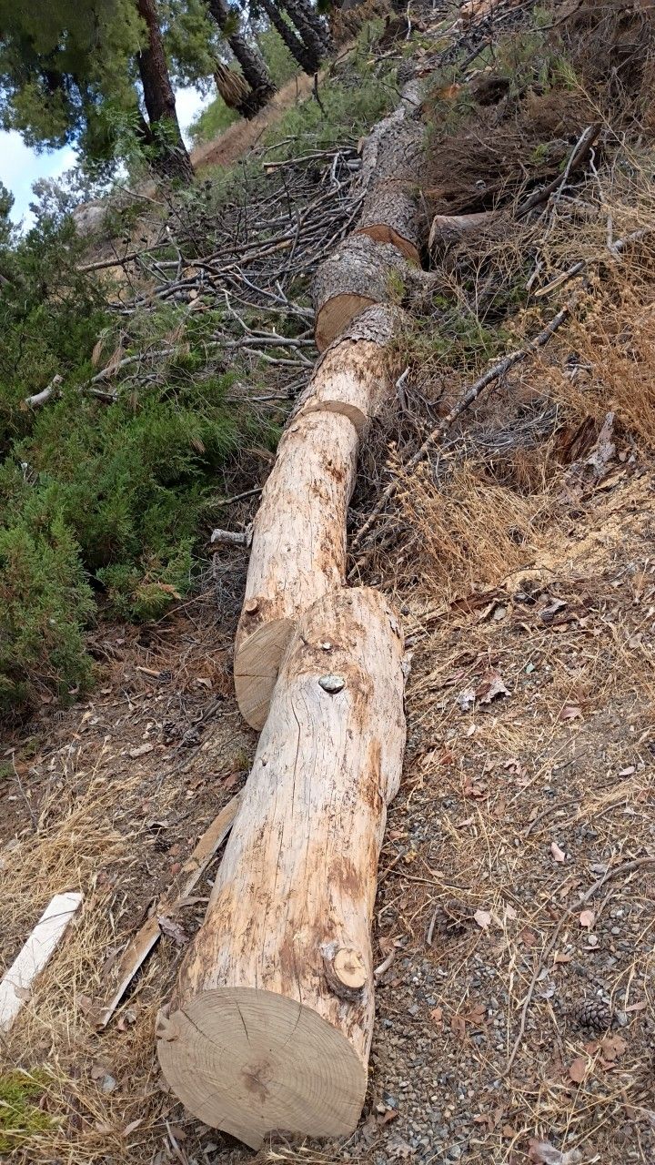 PINE Tree Chunks And Logs !!FREE!! for Sale in Nuevo, CA - OfferUp