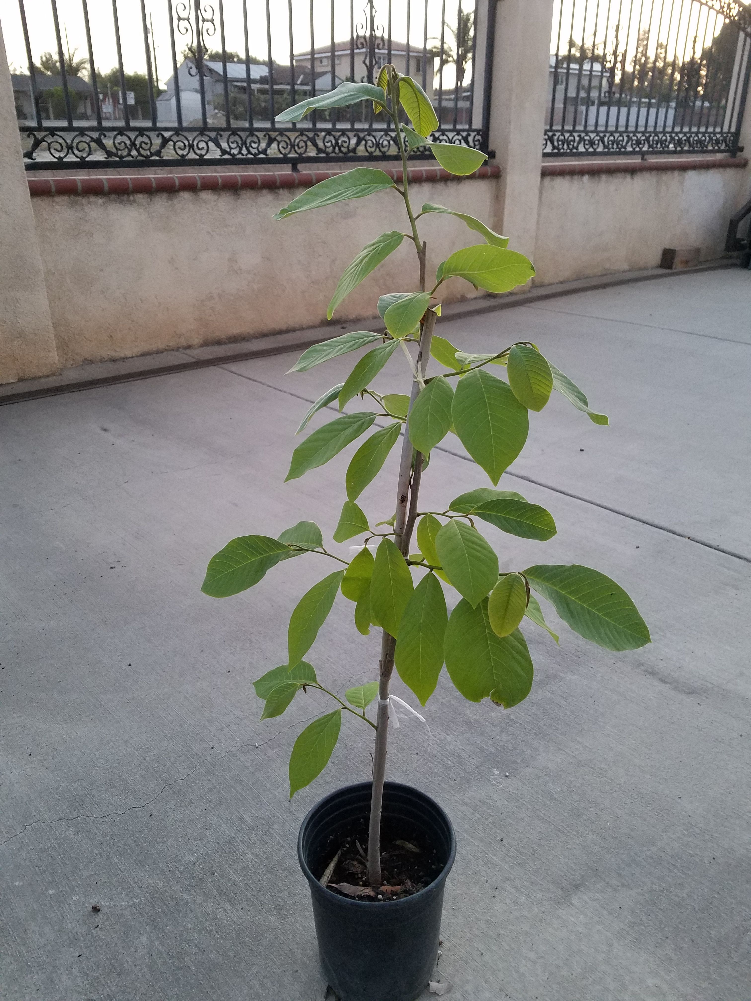 Cherimoya tree for Sale in Placentia, CA - OfferUp